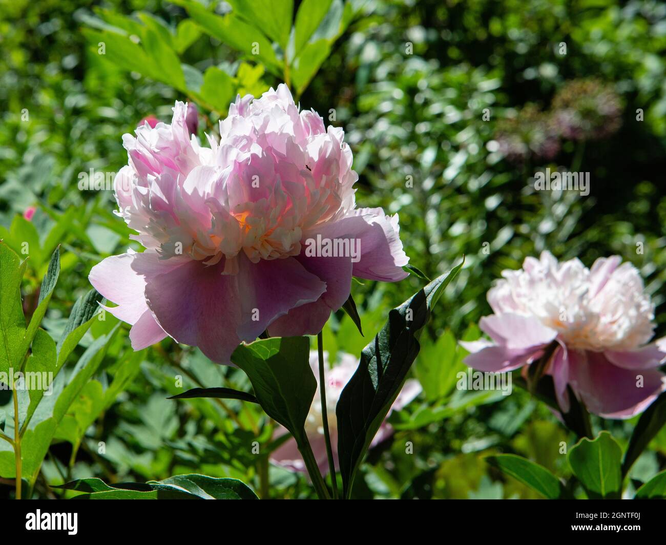 Peonies garden hi-res stock photography and images - Alamy