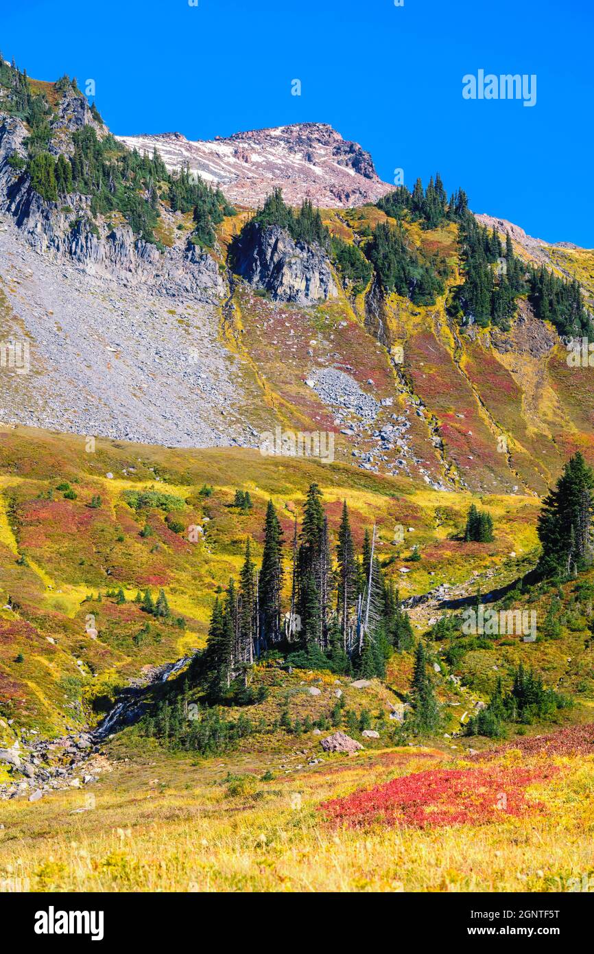 Fall colors on the slopes of Mount Rainier. Fir trees fight for ...
