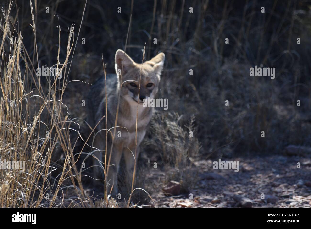Mammals of argentina hi-res stock photography and images - Alamy