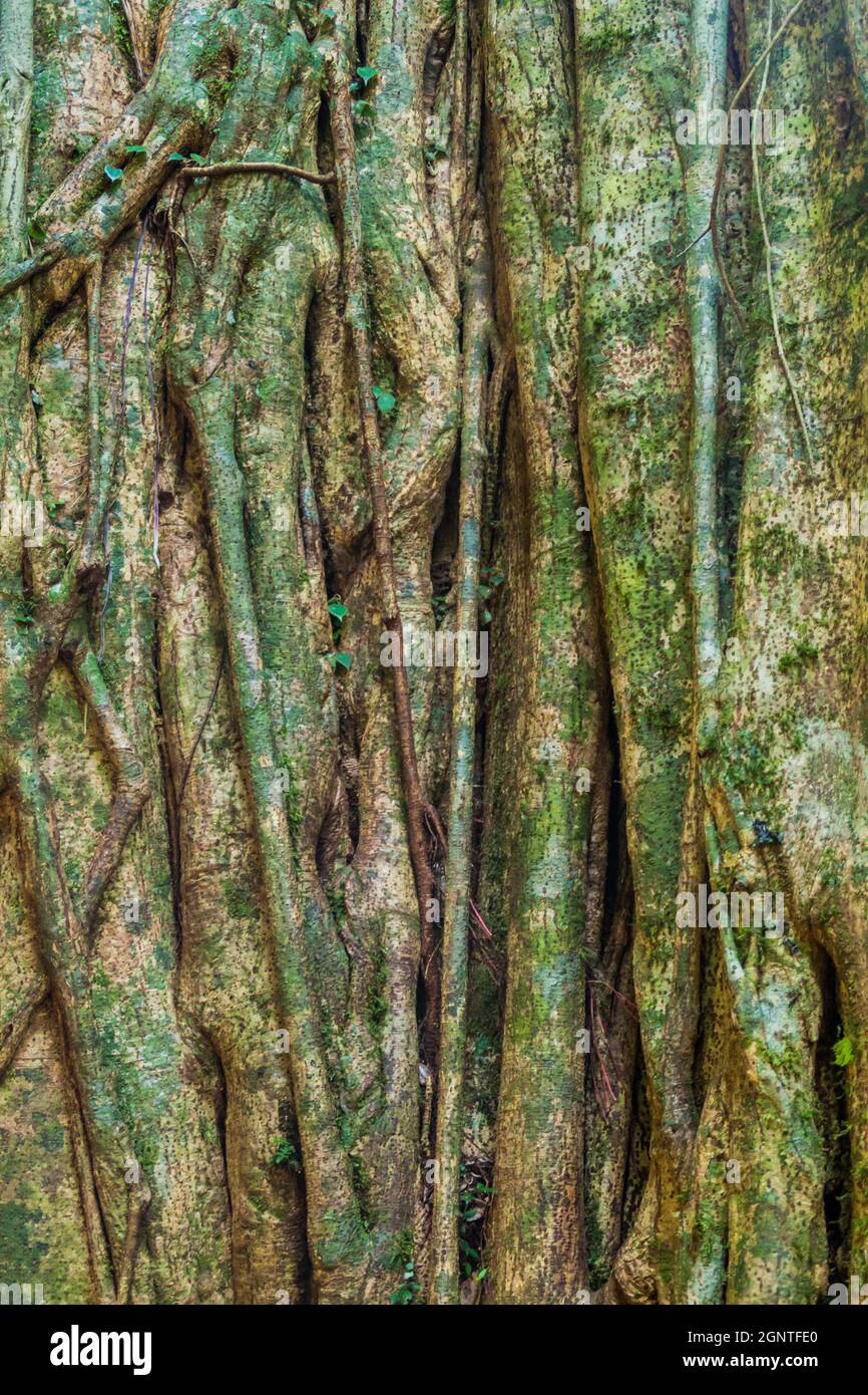 Massive tree thick roots hi-res stock photography and images - Alamy