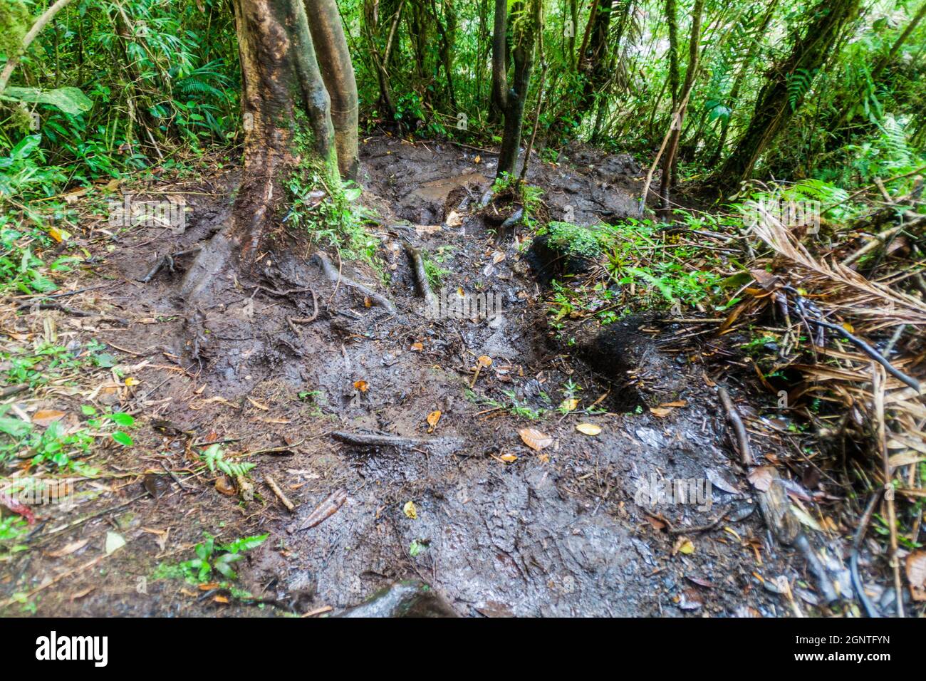 Lost Waterfalls hiking trail near Boquete, Panama Stock Photo - Alamy