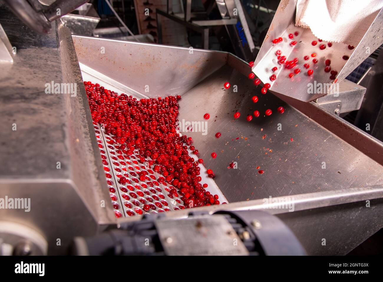 Machine process of sorting cherries before freezing. Sort by size Stock ...