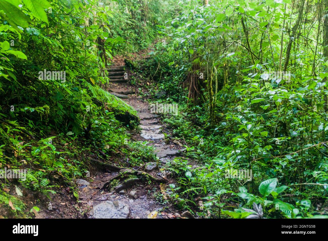 Lost Waterfalls hiking trail near Boquete, Panama Stock Photo - Alamy