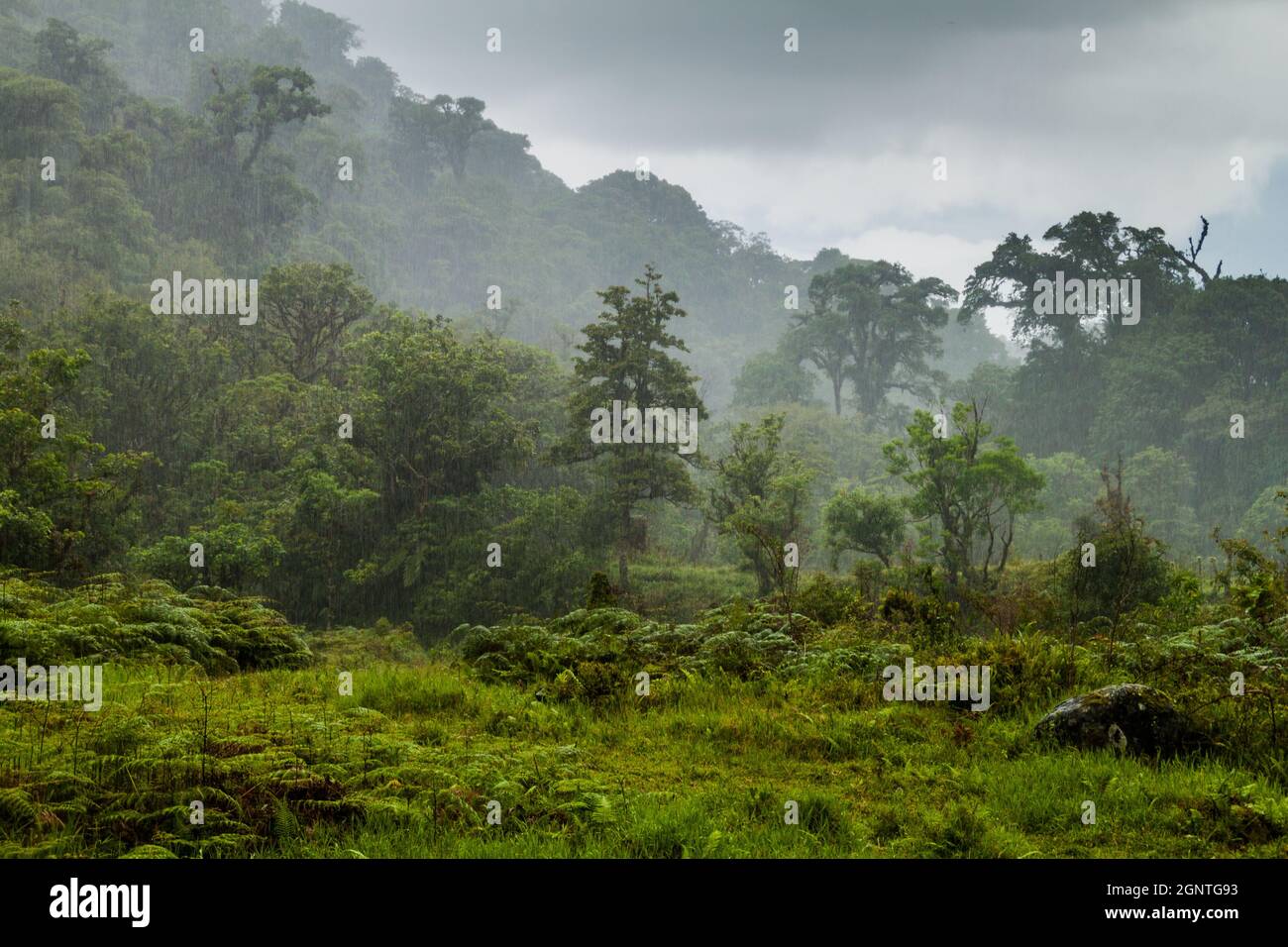 Jungle near Boquete during heavy rain, Panama Stock Photo - Alamy