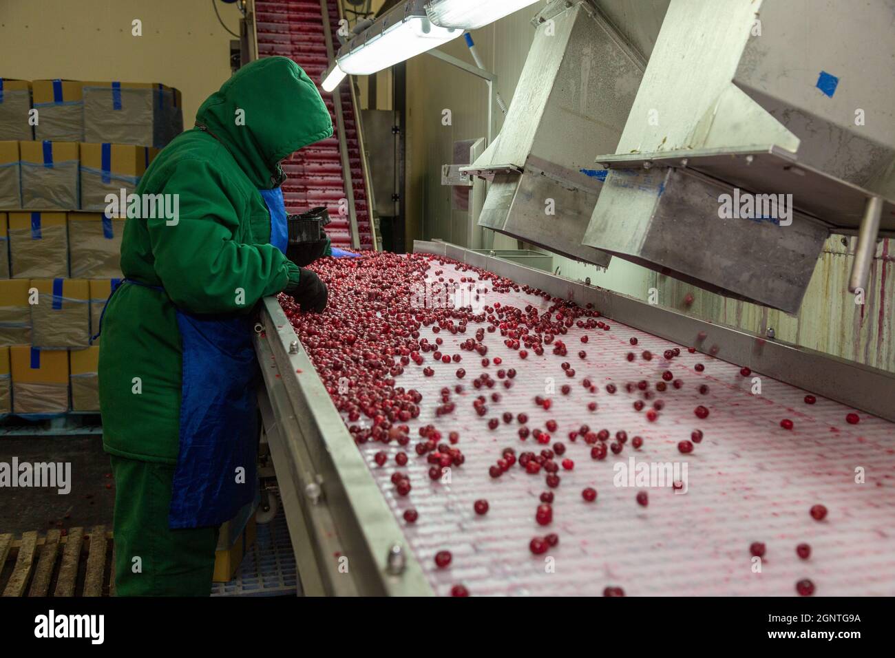 Manual sorting of frozen cherries on the conveyor. Worker in a warm ...