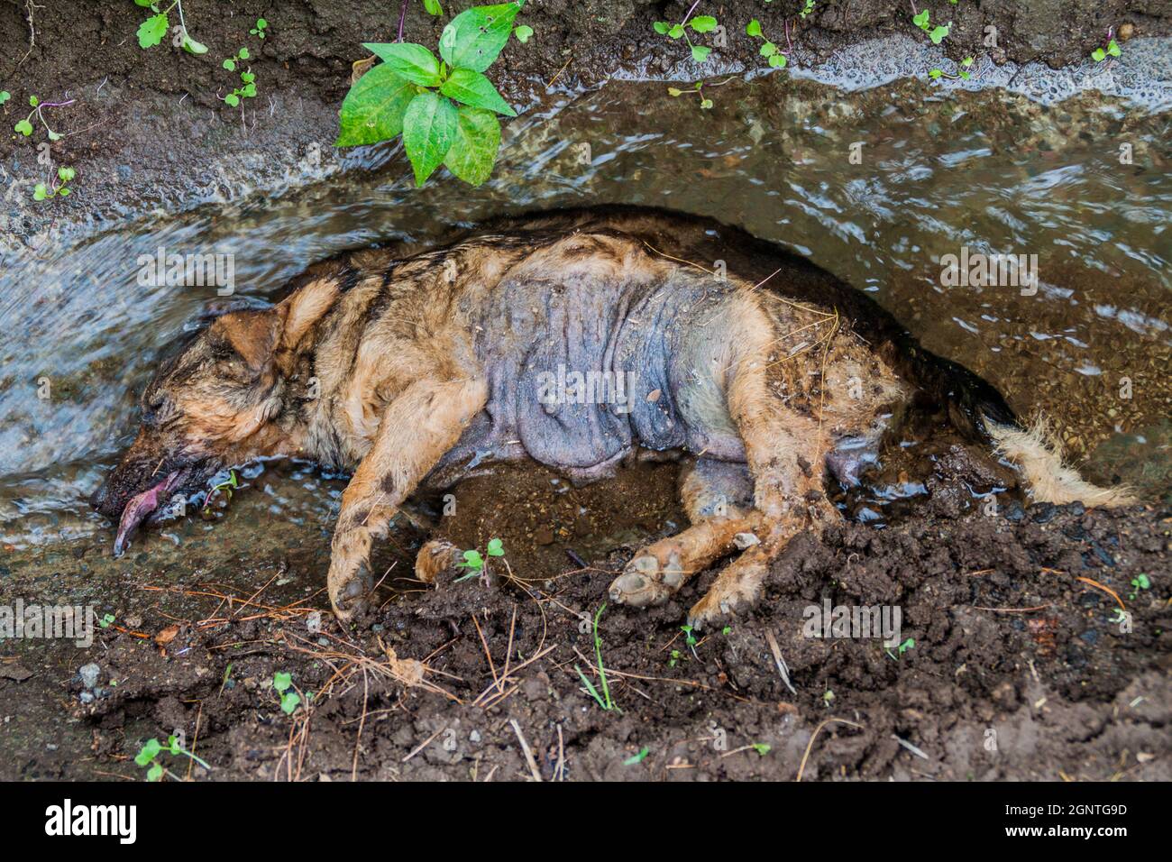Dead dog in a ditch Stock Photo - Alamy