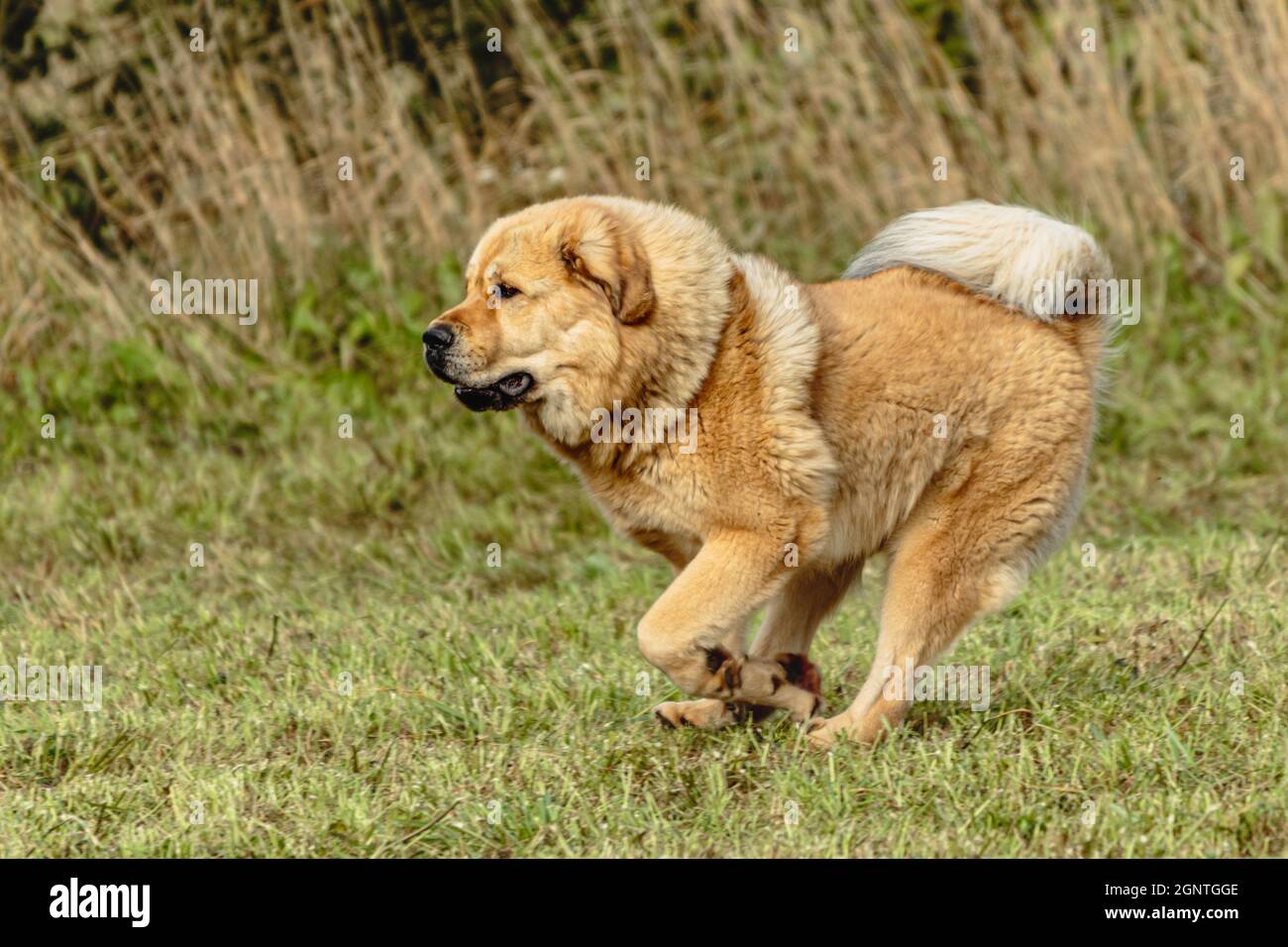 Tibetan Mastiff Chow Mix