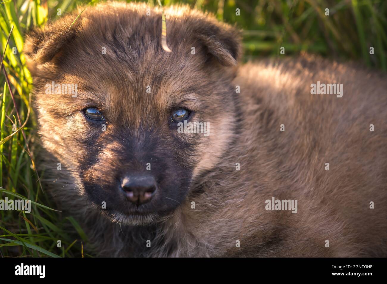 Homeless puppies hi-res stock photography and images - Alamy