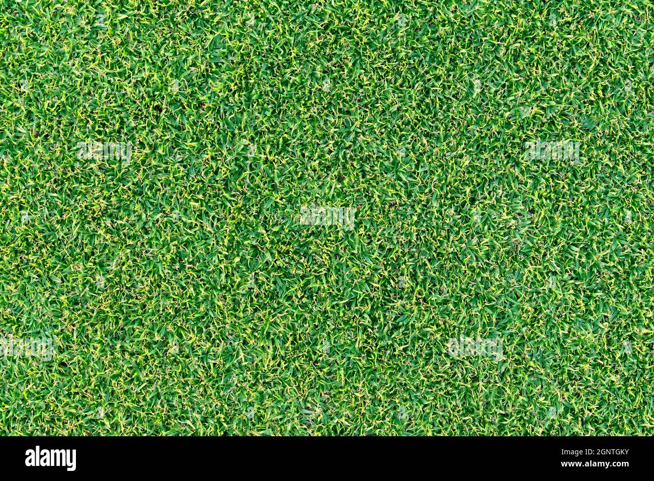 Close-up Green grass texture background, top view Stock Photo - Alamy