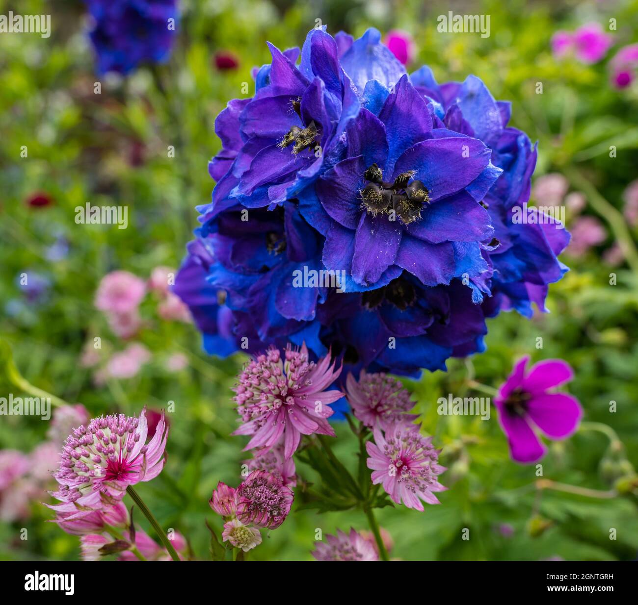 Delphinium blue flower hi-res stock photography and images - Alamy