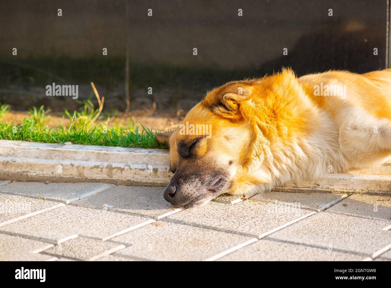 Big dog asleep hi-res stock photography and images - Alamy
