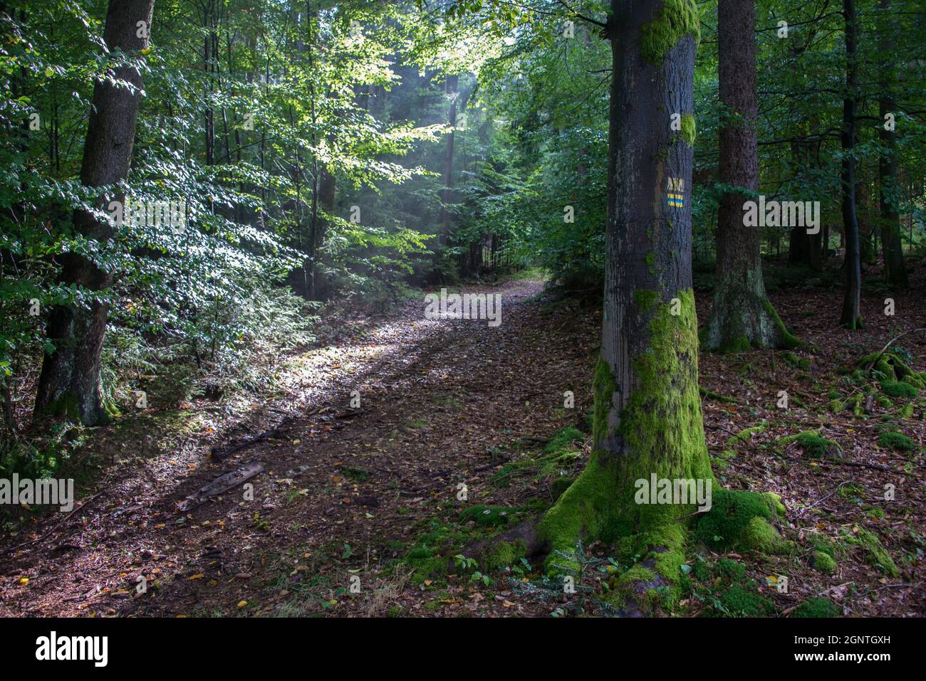 The magic of the woods: light and shadow along a hiking trail in a ...