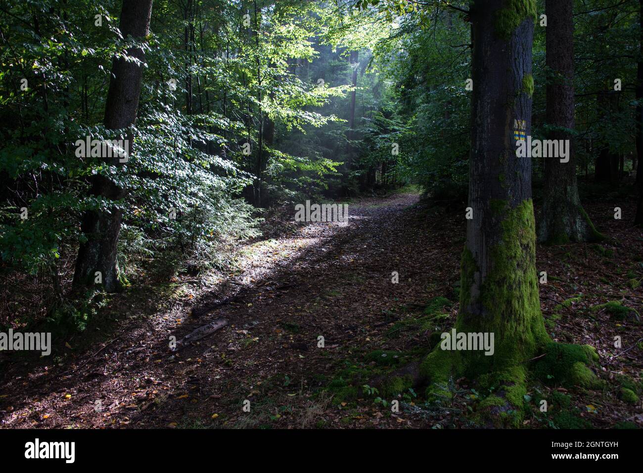 The magic of the woods: light and shadow along a hiking trail in a ...