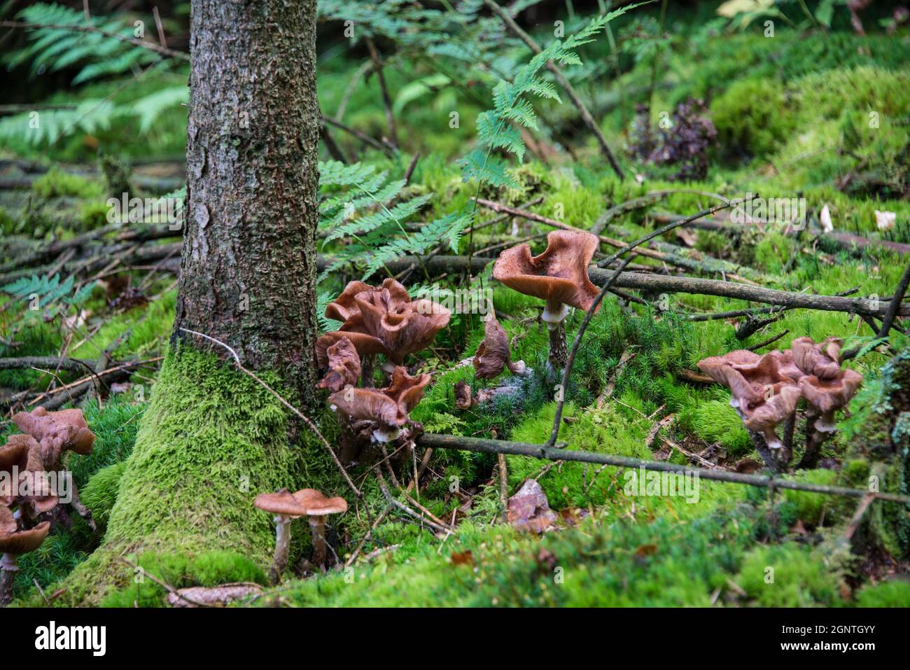 Nature trail: fungi in a forest in the Upper Palatinate region, Bavaria ...
