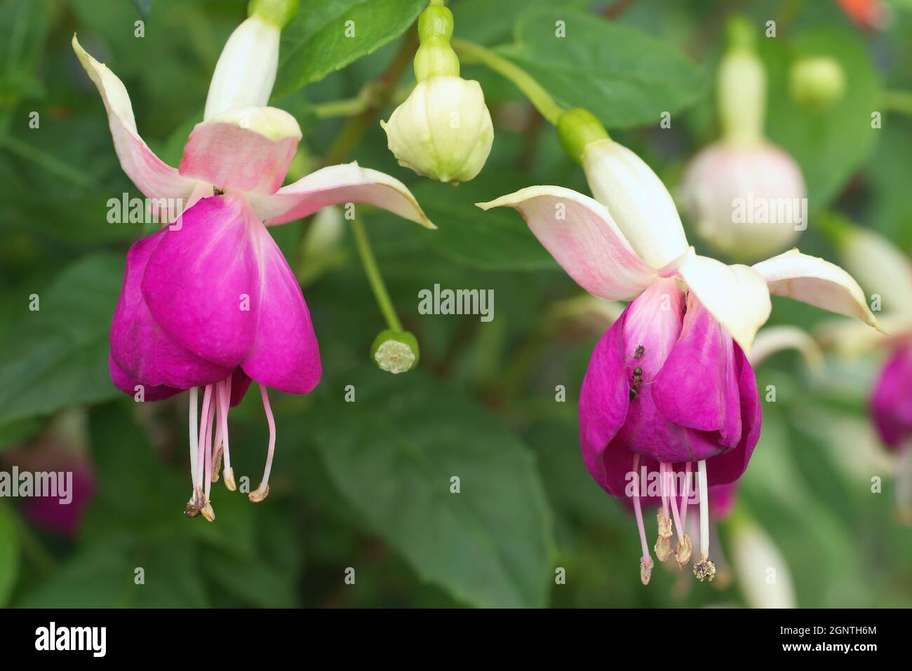 Climbing fuchsia hi-res stock photography and images - Alamy