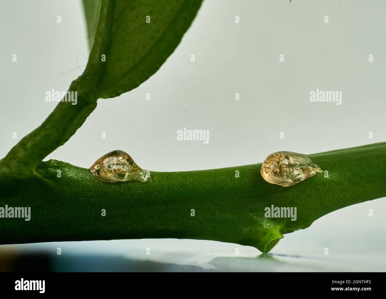 Crystallized sap on clementine tree in closeup Stock Photo - Alamy