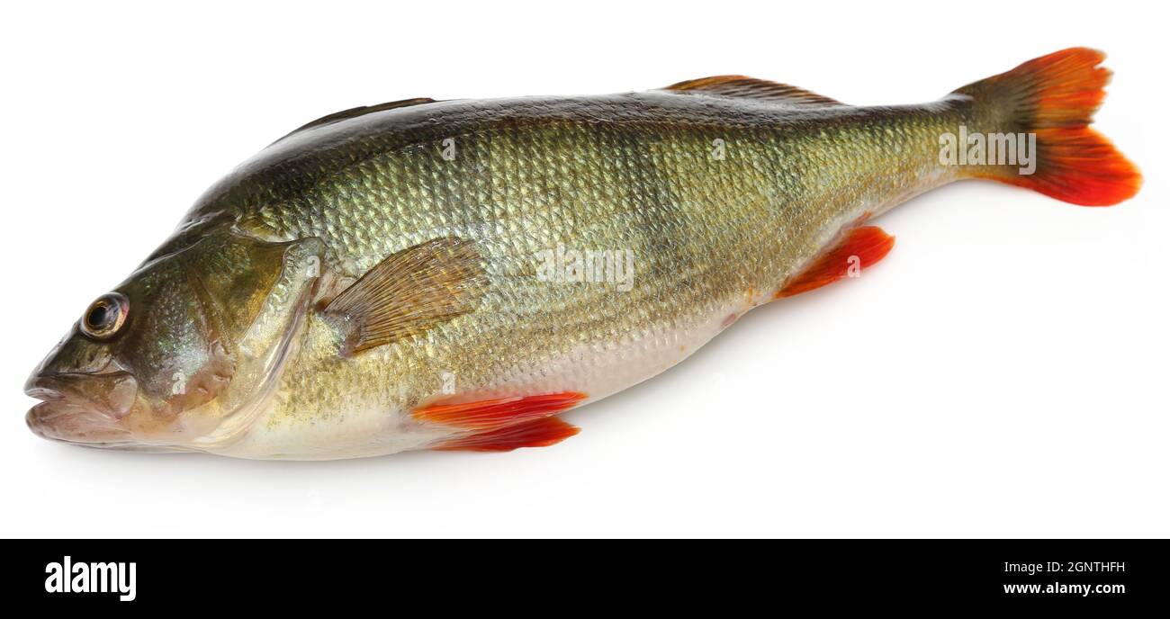 European Perch over white background Stock Photo - Alamy
