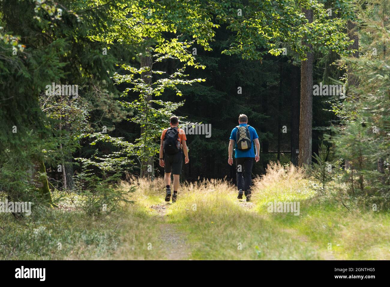 Two hikers at Goldsteig long-distance trail in a forest in Bavaria ...