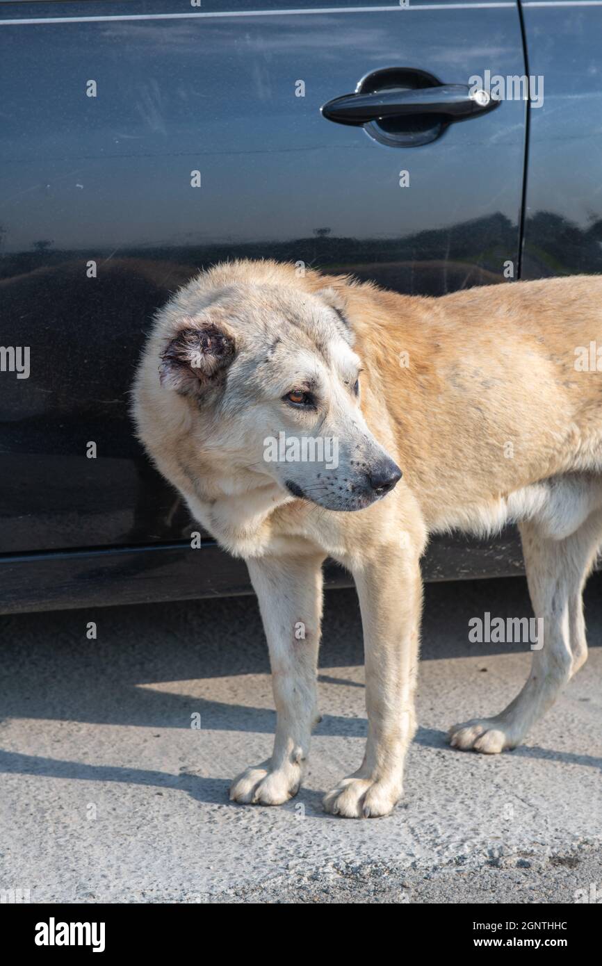 Huge dog hi-res stock photography and images - Alamy