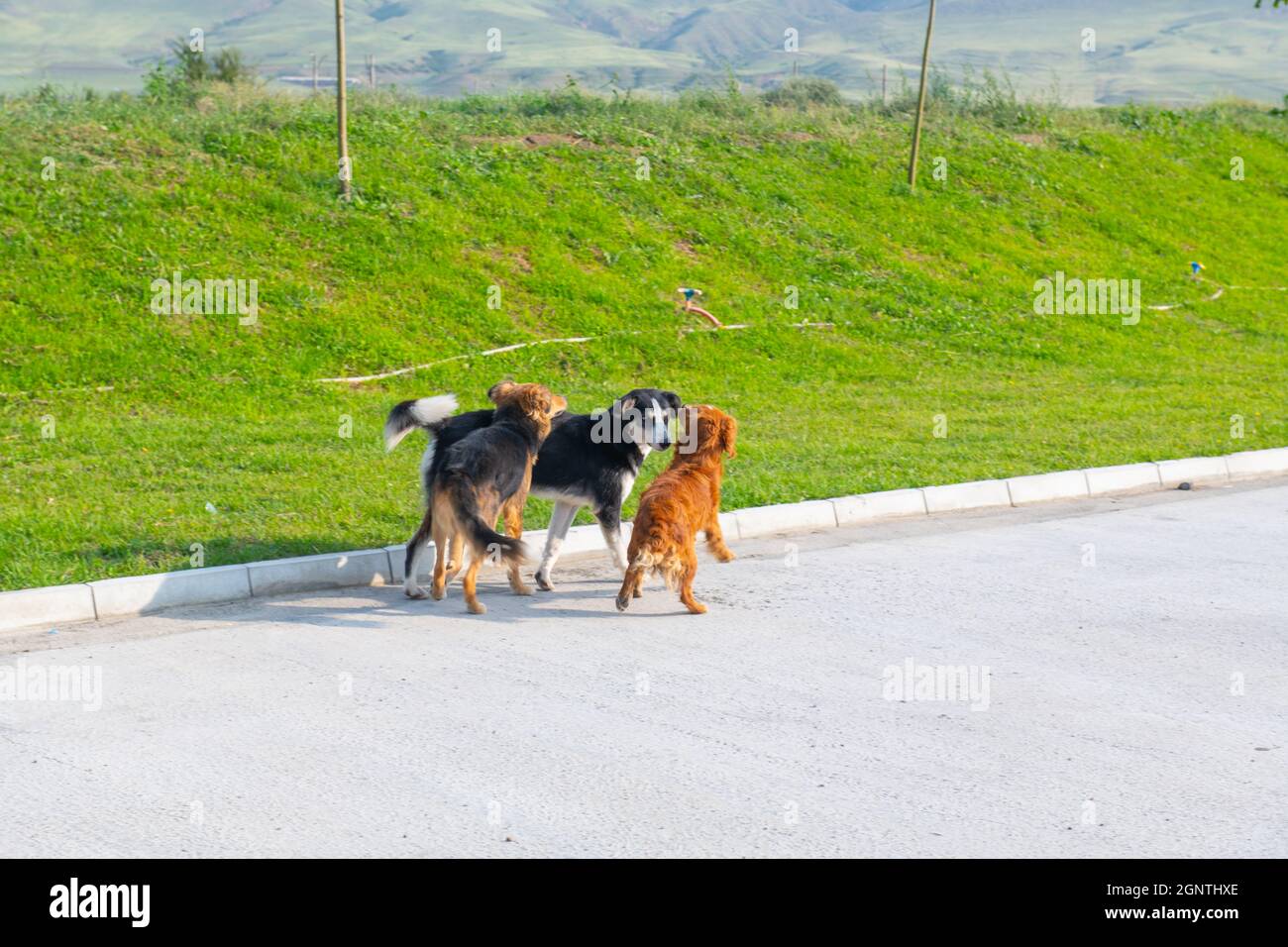 Dogs play together hi-res stock photography and images - Alamy