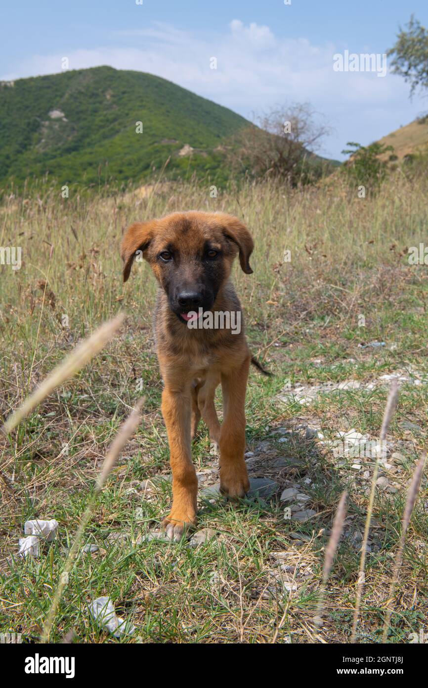 red dog running in the mountains of georgia Stock Photo - Alamy