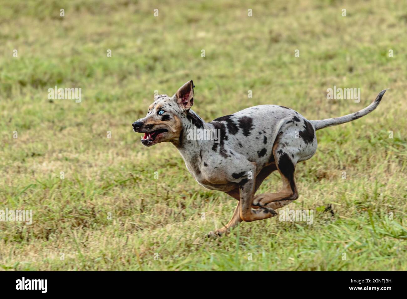 Catahoula leopard dog garden hi-res stock photography and images - Alamy