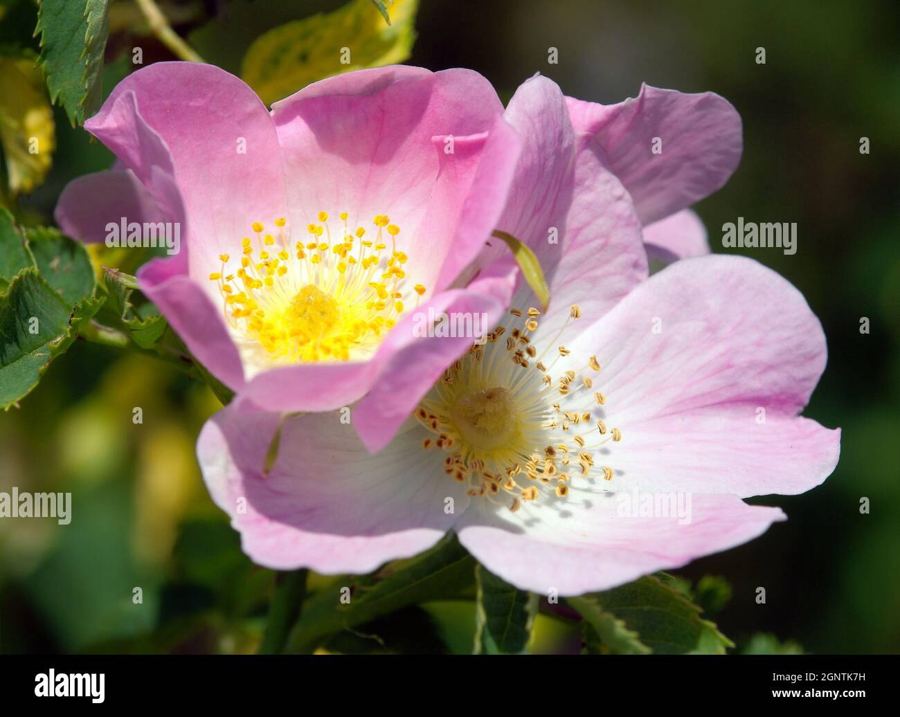Beautiful pink and yellow flower of dog-rose Stock Photo - Alamy