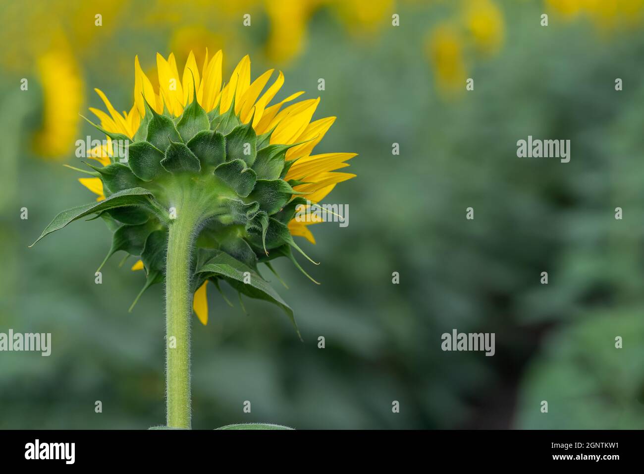 Inverted sunflower close-up copy space. Sunflower turns behind the sun ...