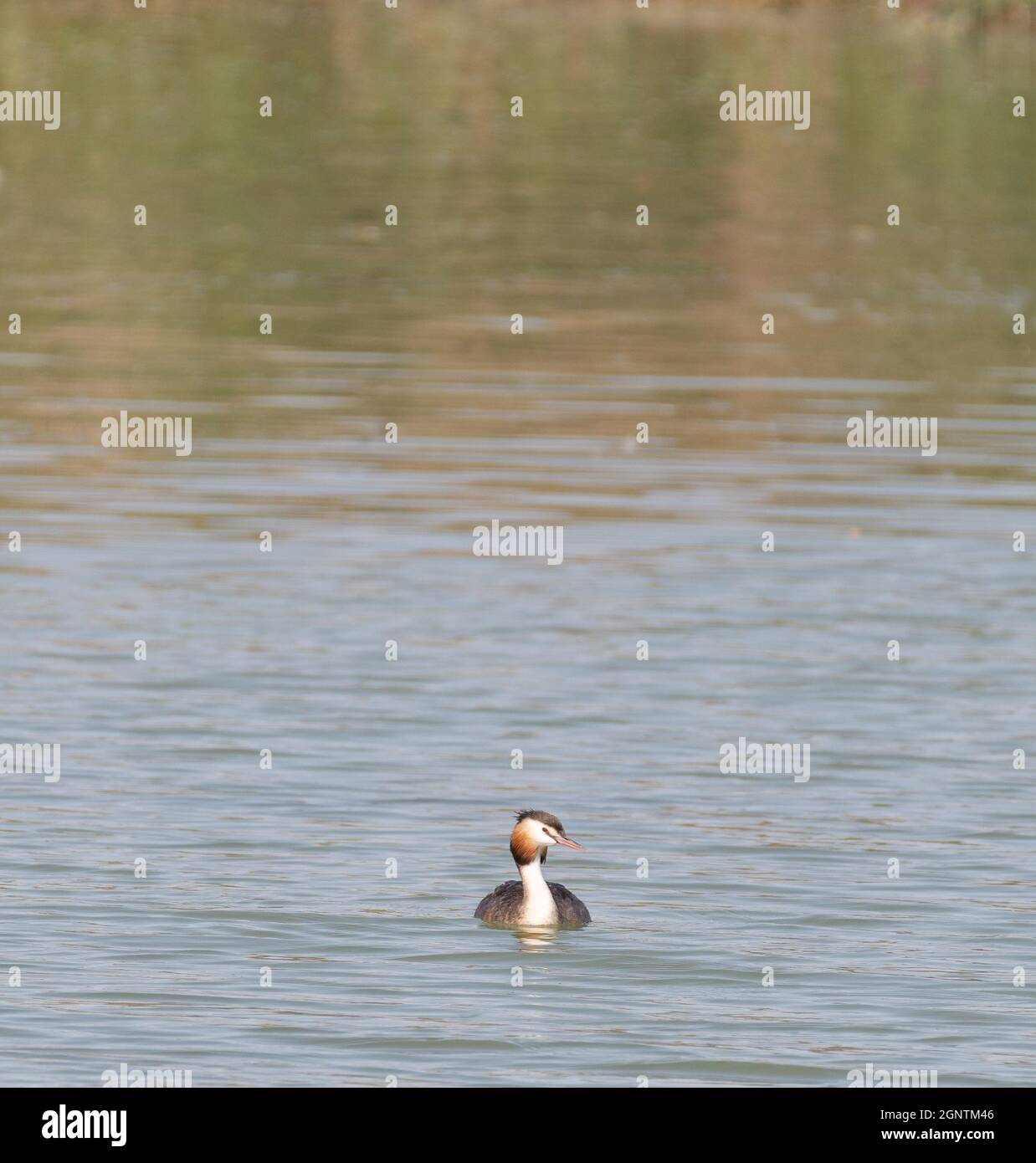 waterfowl swimming in a wetland lake. Natural bird reserve Stock Photo ...