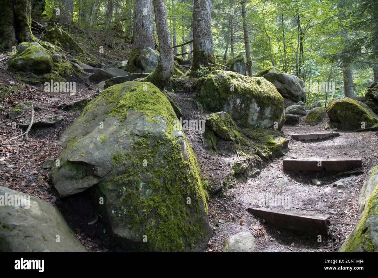 Landscape showing some rocks and trees in Aran Valley in Catalonia ...