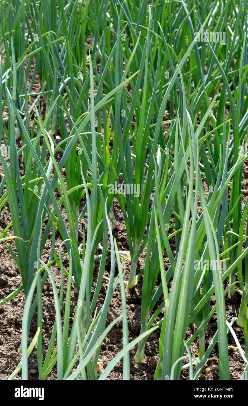 Green leaf onions in the vegetable garden in spring time. Onion ...