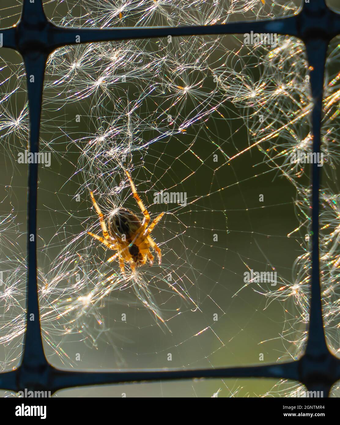 Spider web, trap set, dew drops hanging, misty morning, repair the ...