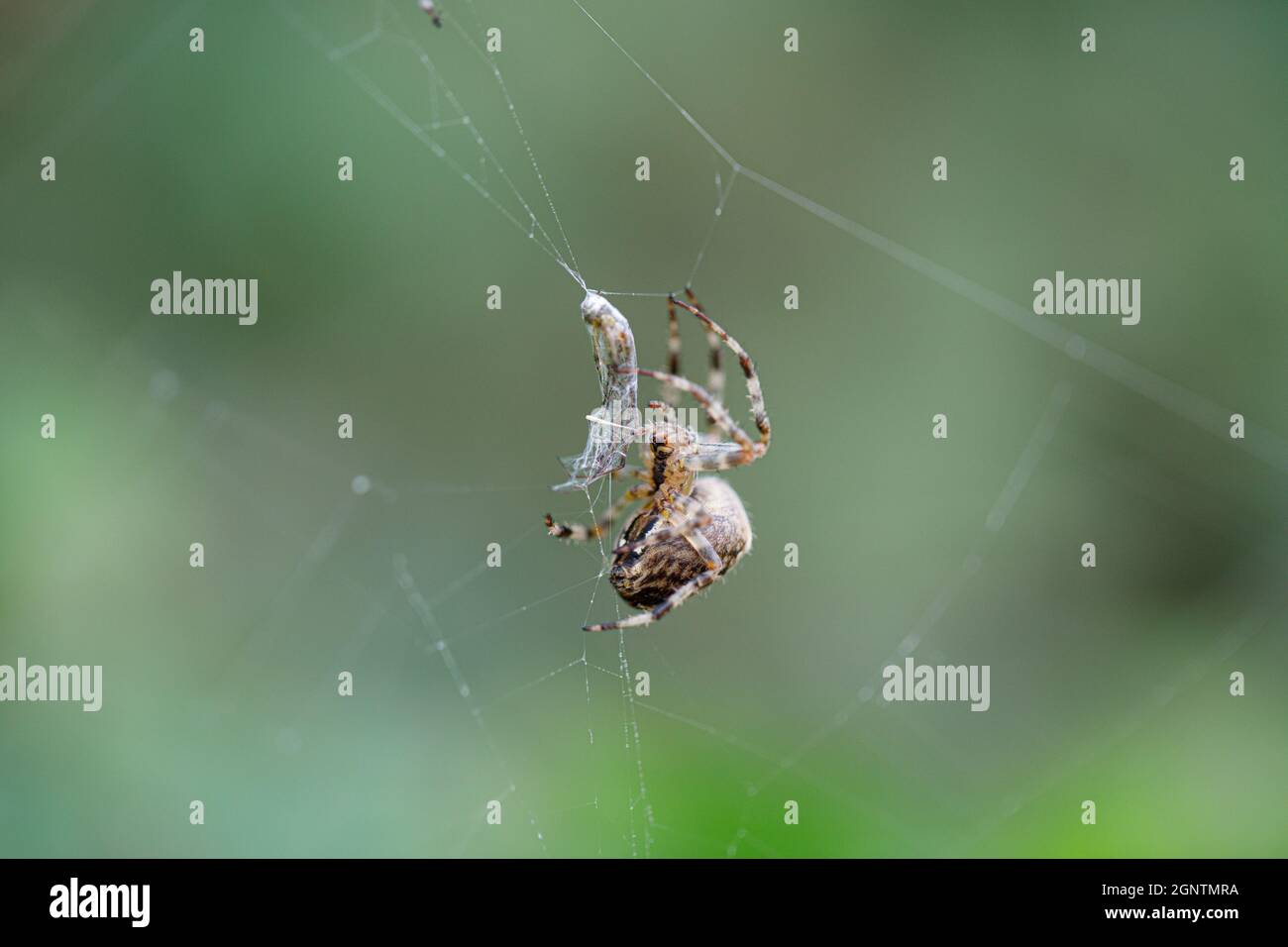 Fat garden spider in garden hi-res stock photography and images - Alamy