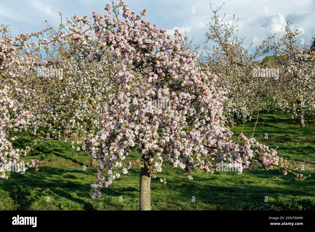 Apple blossom in bloom in a modern cider orchard Stock Photo - Alamy