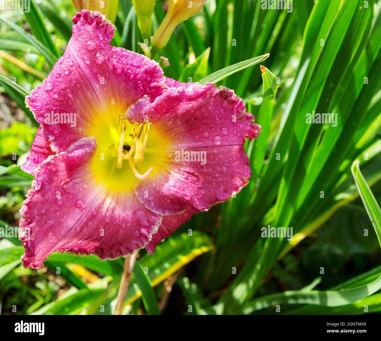 Flower lily in flower garden lit by sunlight Stock Photo - Alamy