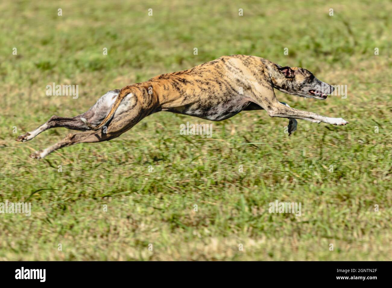 Field sprinter hi-res stock photography and images - Alamy