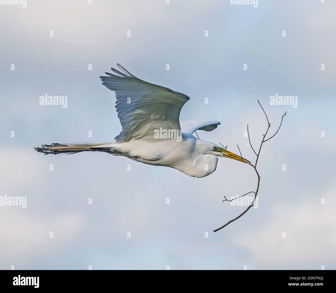 Gret egret hi-res stock photography and images - Alamy