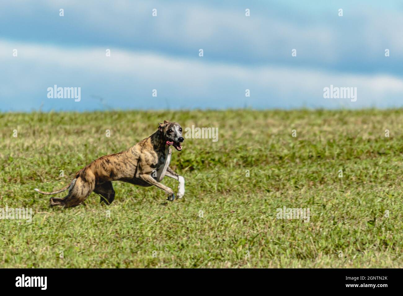 Whippet sprinter dog running and chasing lure on the field Stock Photo ...
