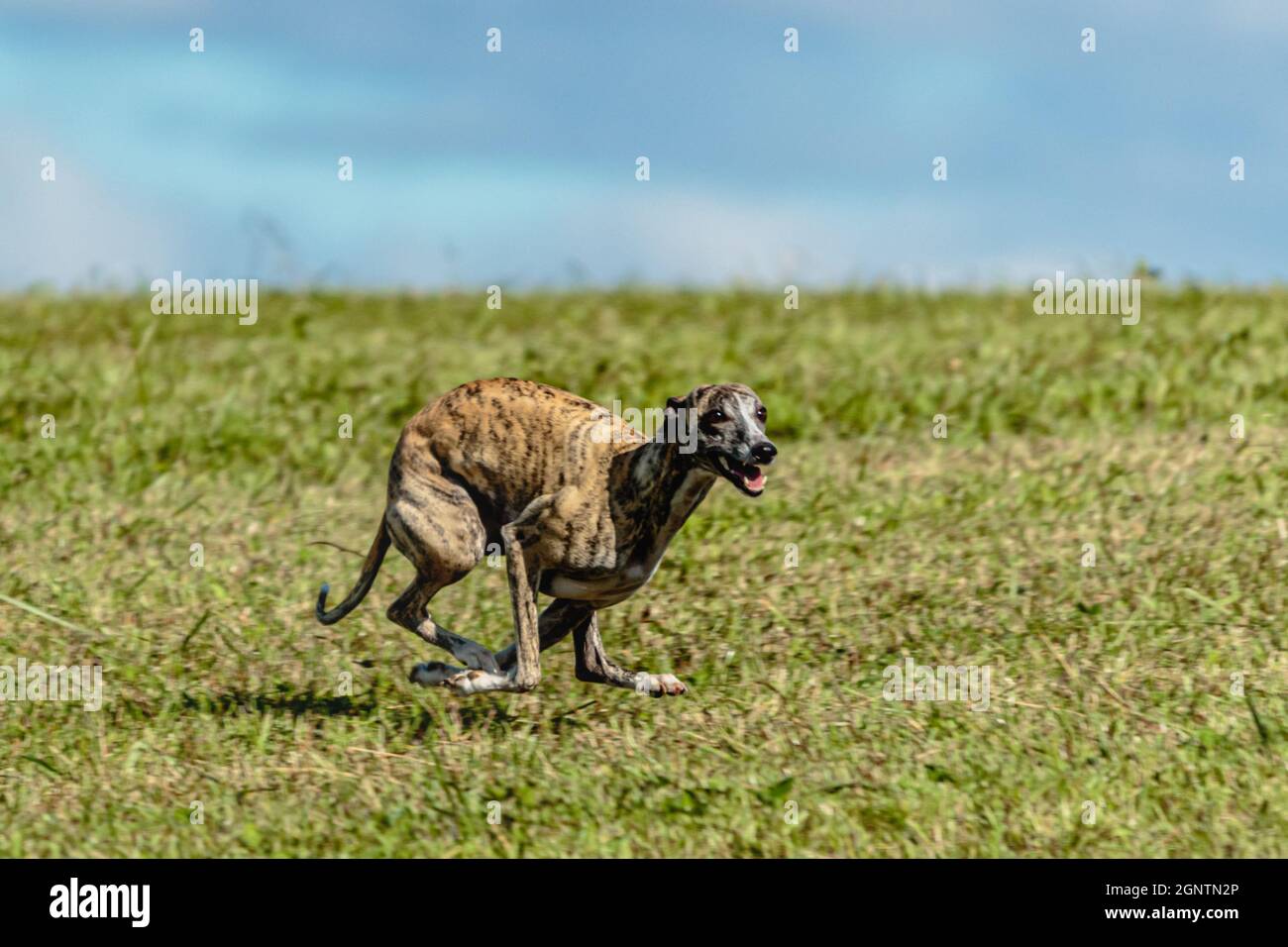 Whippet sprinter dog running and chasing lure on the field Stock Photo ...