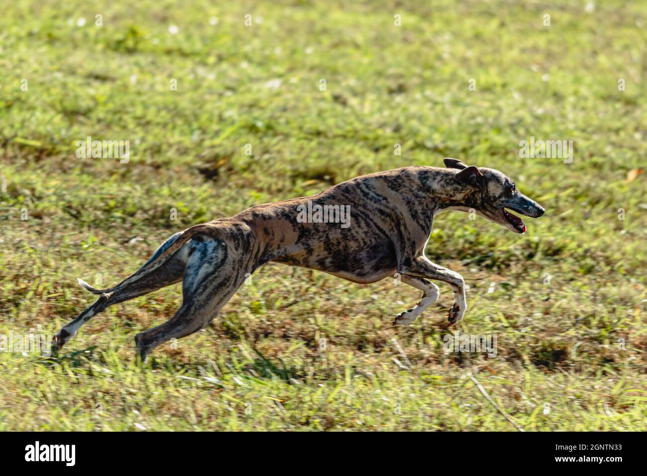 Field sprinter hi-res stock photography and images - Alamy