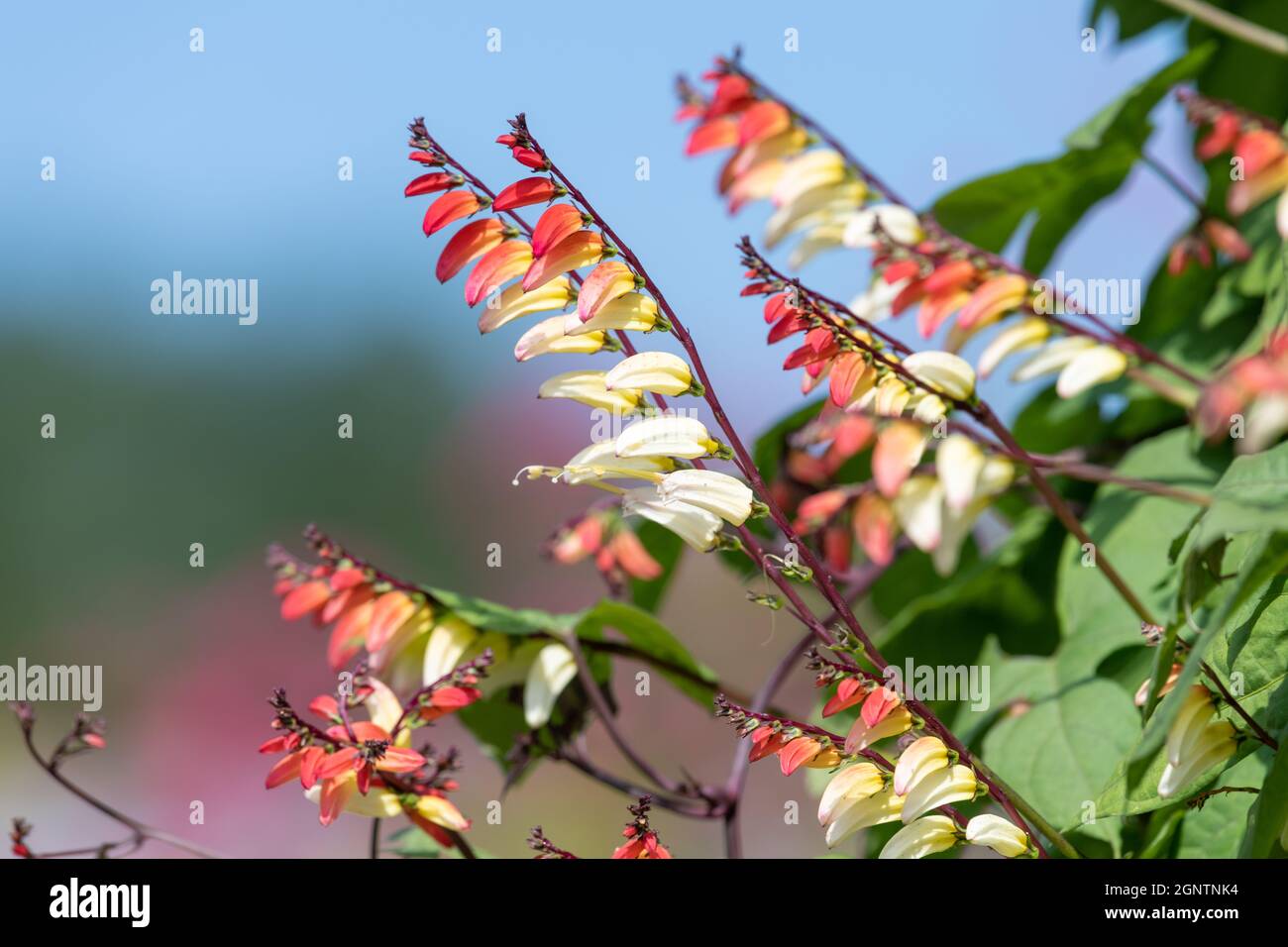 Ipomoea lobata fire vine hi-res stock photography and images - Alamy