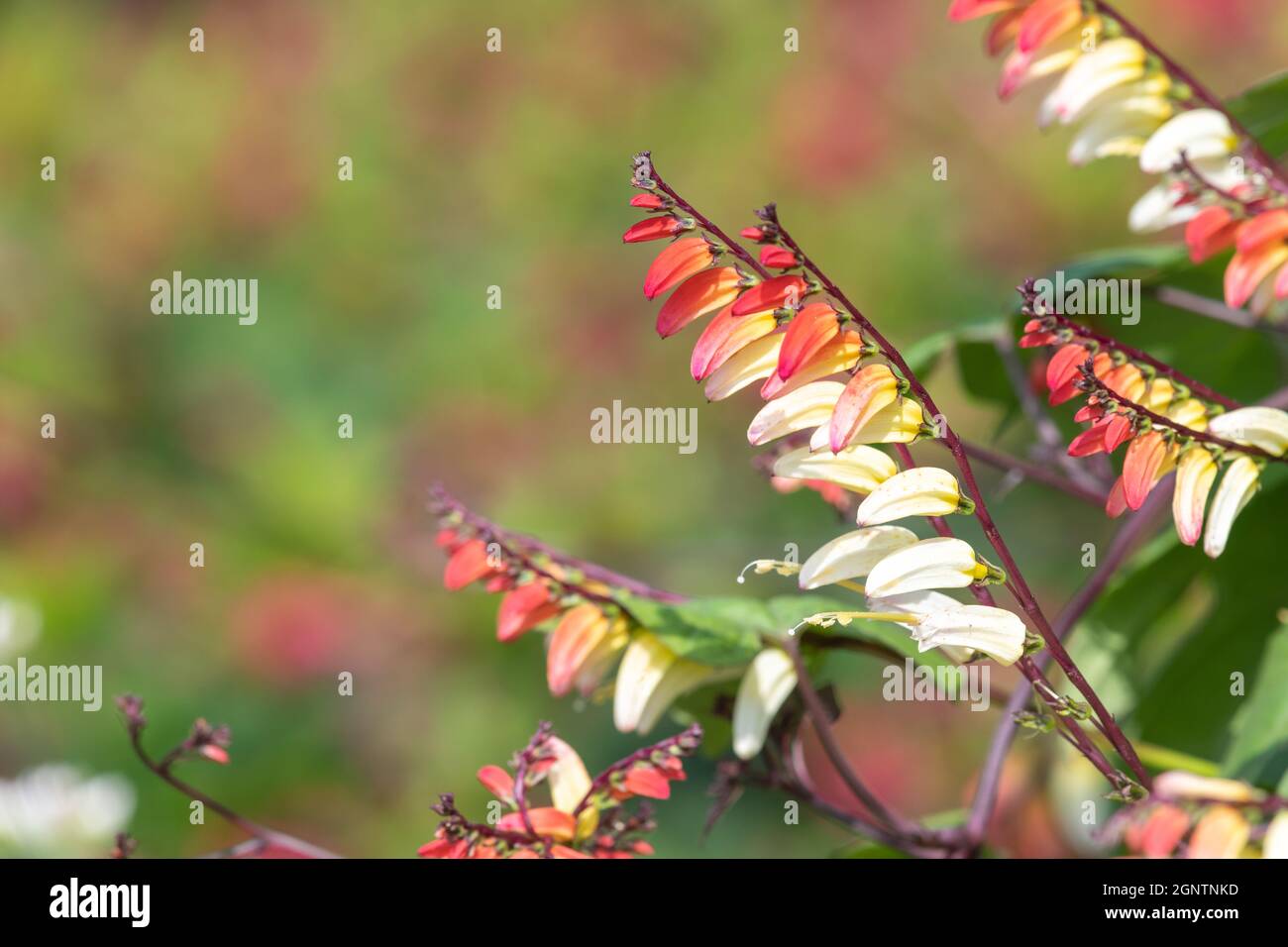 Close up of fire vine (ipomoea lobata) flowers in bloom Stock Photo - Alamy