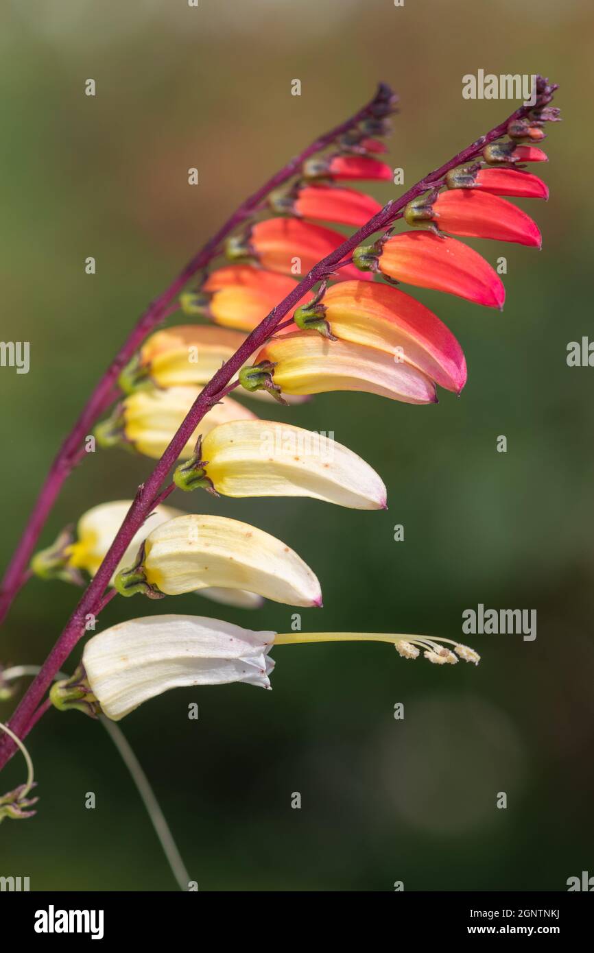 Close up of fire vine (ipomoea lobata) flowers in bloom Stock Photo - Alamy