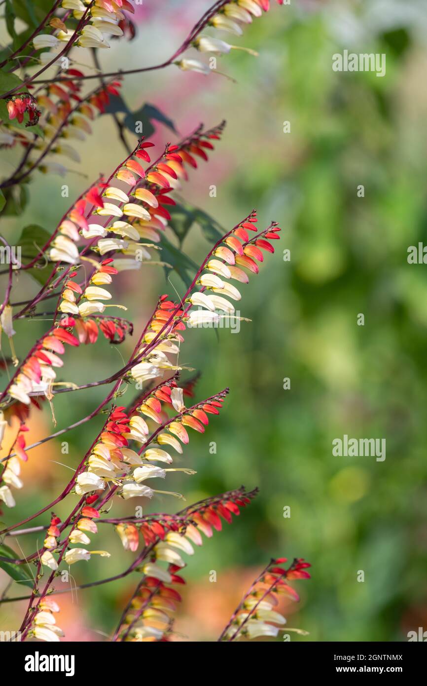 Ipomoea lobata fire vine hi-res stock photography and images - Alamy