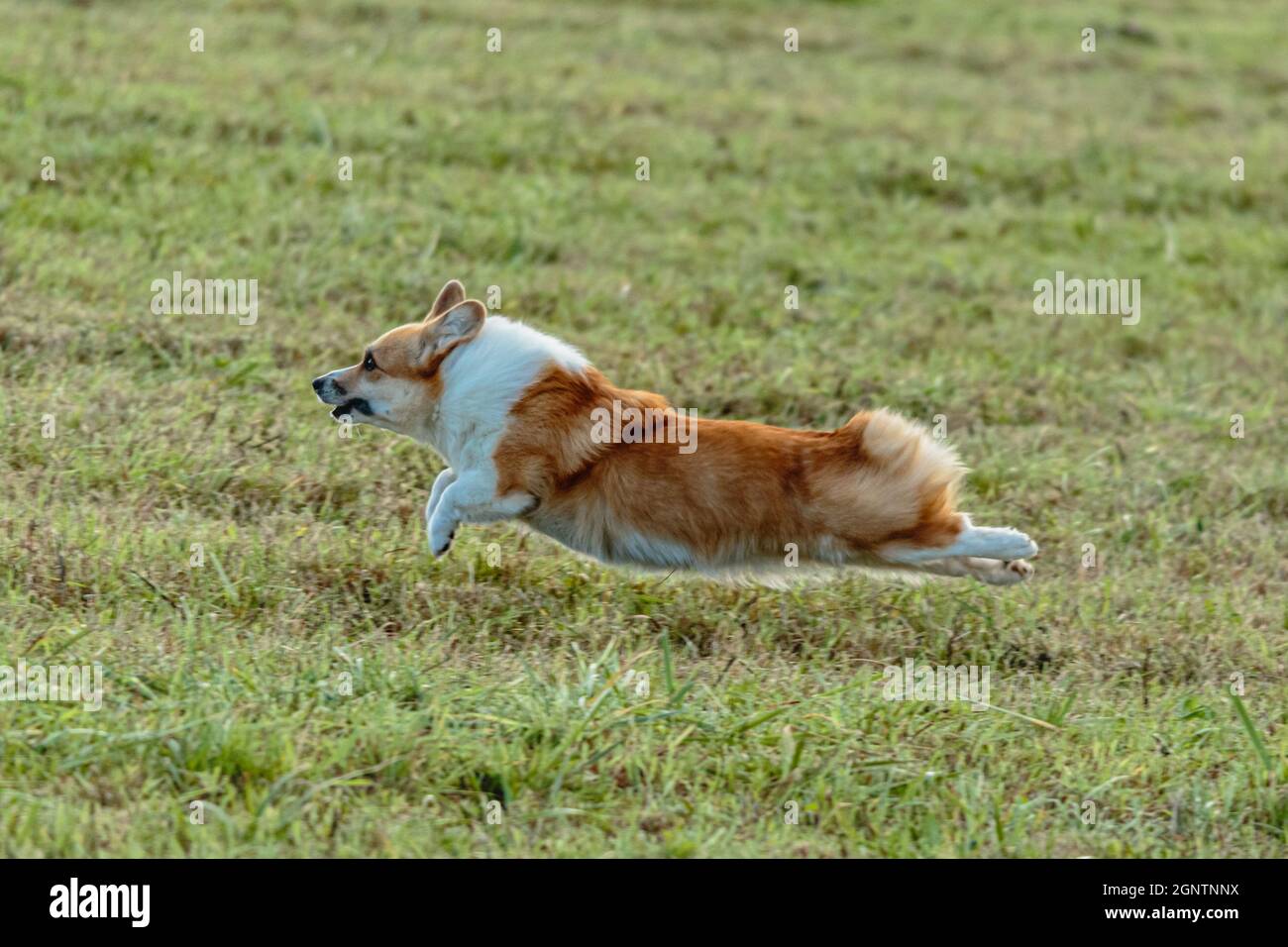 Dog running and chasing coursing lure on green field Stock Photo - Alamy