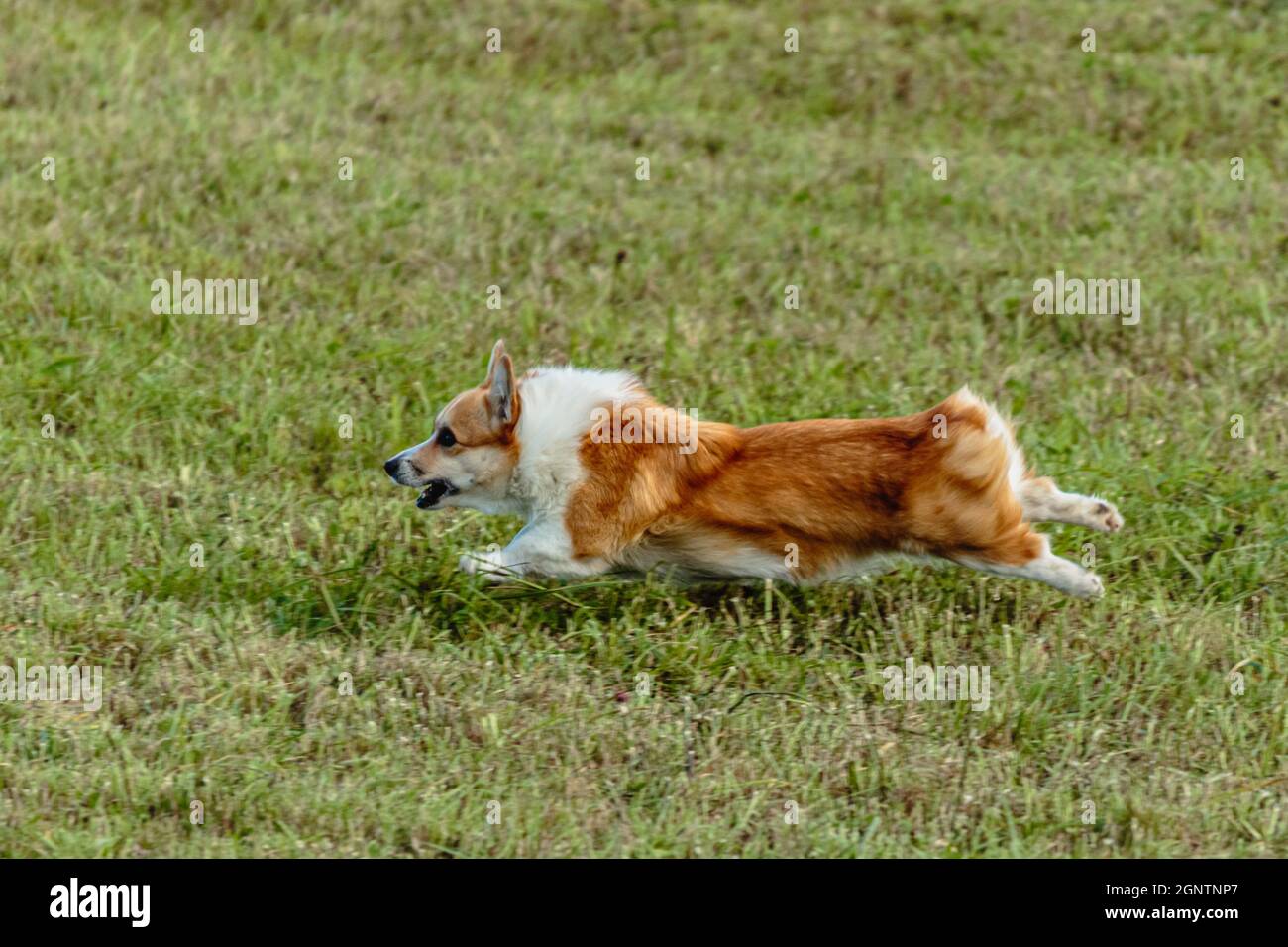 Dog running and chasing coursing lure on green field Stock Photo - Alamy