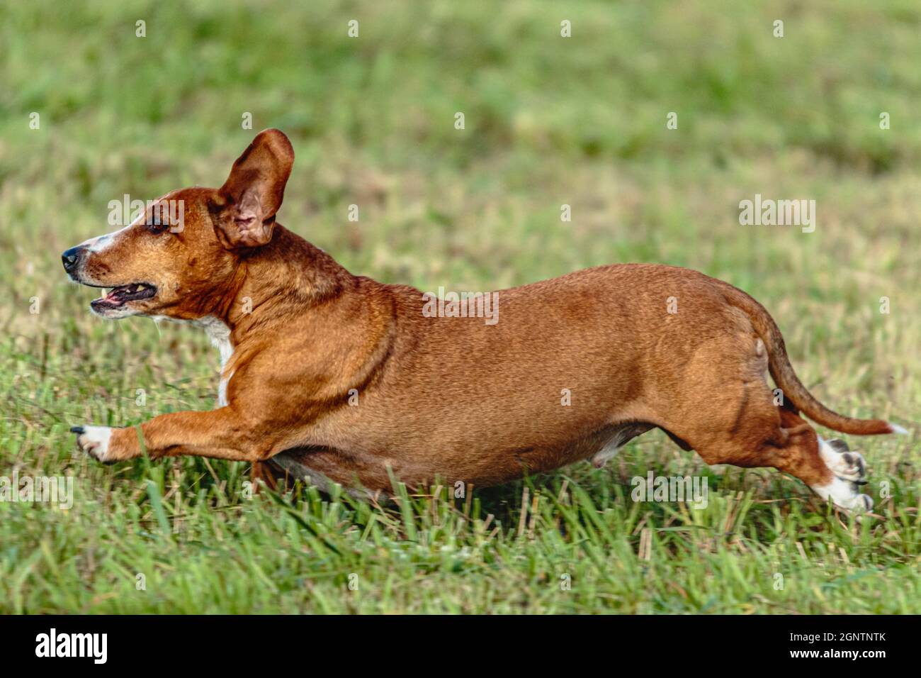Dog running and chasing coursing lure on green field Stock Photo - Alamy