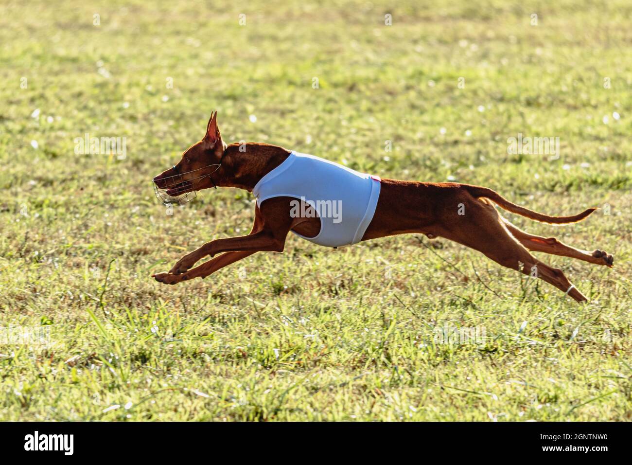 Pharaoh Hound dog running in white jacket on coursing green field Stock ...