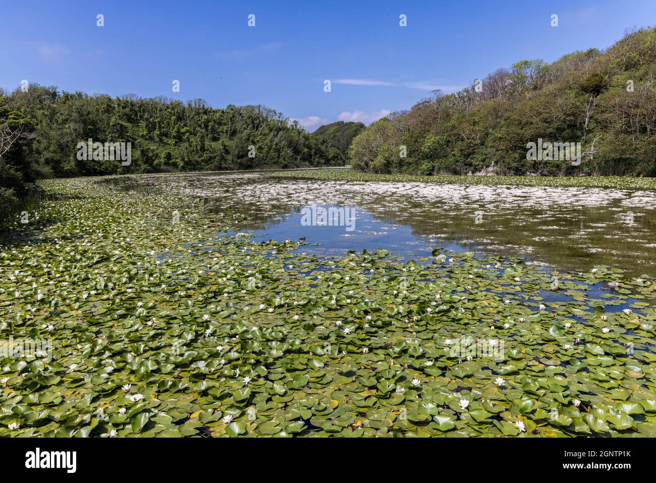 Water lillies, Bosherton lily ponds, Pembrokeshire, Wales, UK Stock ...