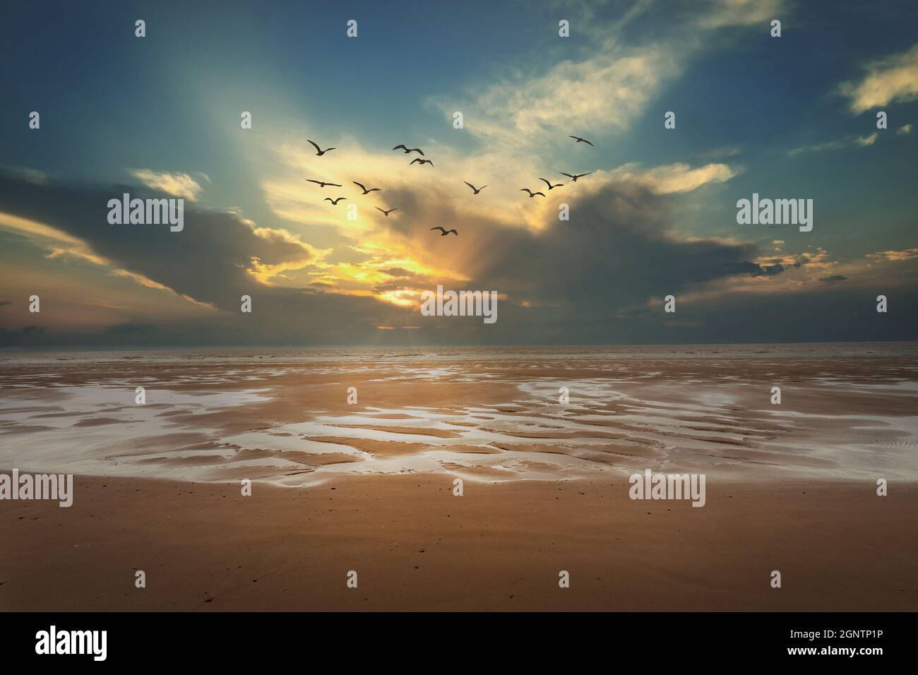 Bird flying at sunset, Kenfig Sands (aka Sker Beach), Wales, UK Stock ...